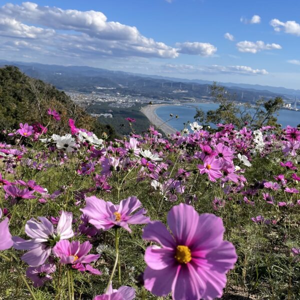 コスモスフォトキャンペーン | 紀中を巡るHidaka History