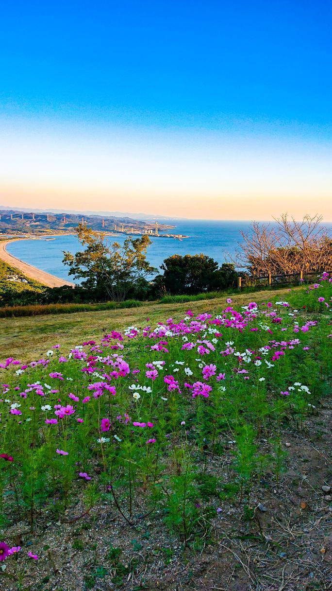 コスモスフォトキャンペーン | 紀中を巡るHidaka History